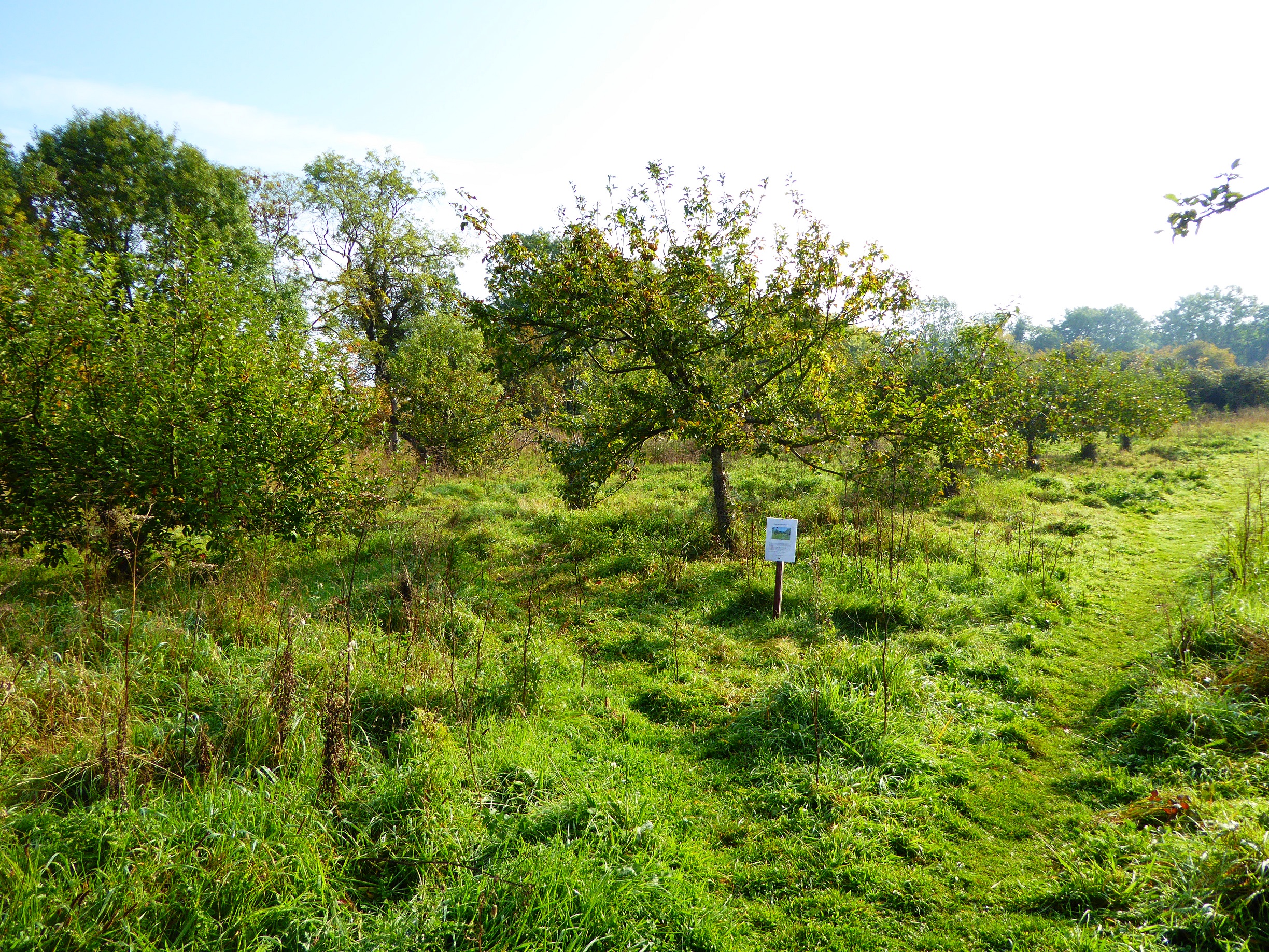 Community Orchard & Conservation Meadow | Open Spaces | Harston History